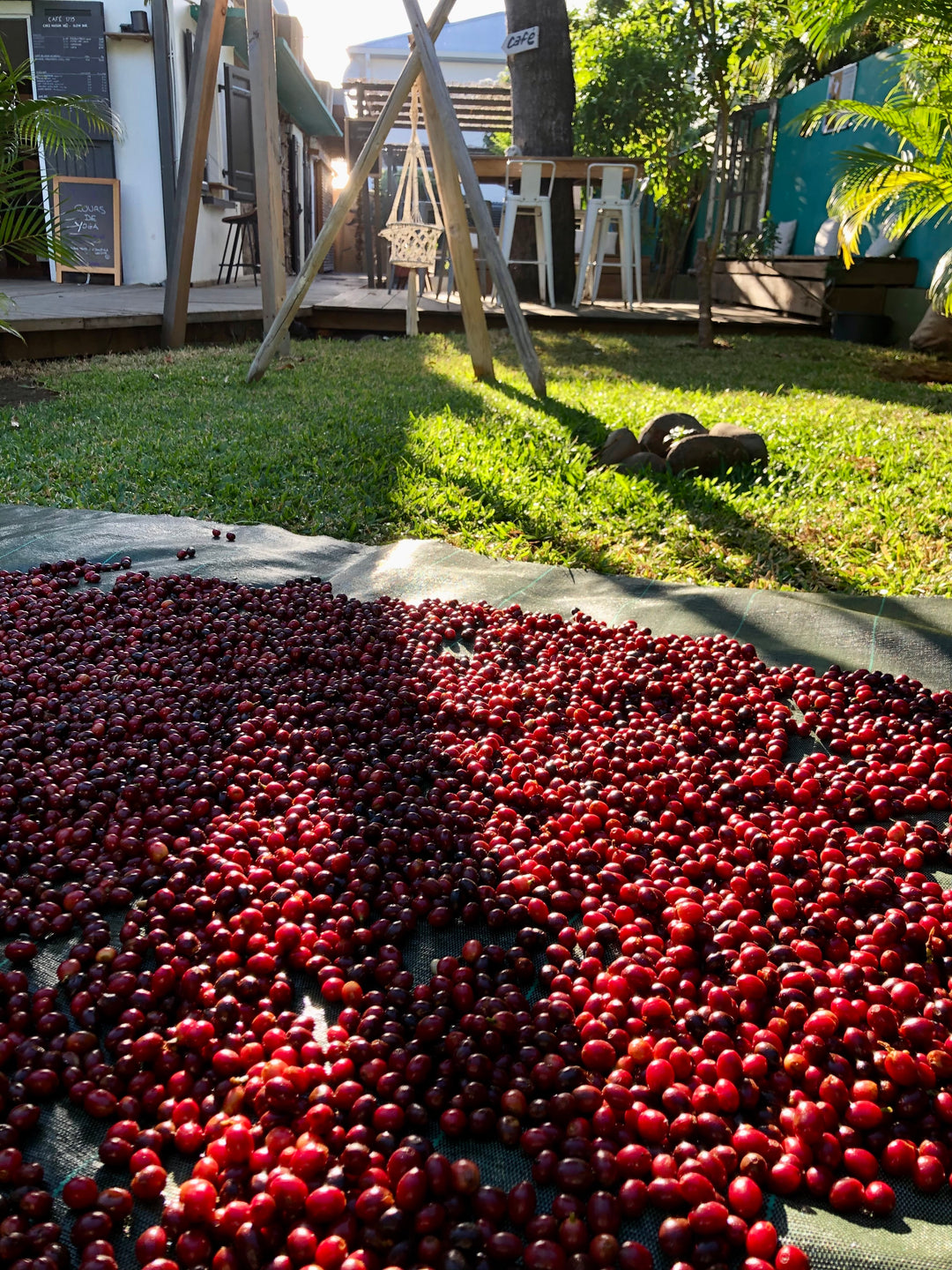 Le Bourbon Pointu : un café rare et recherché de l'île de la Réunion ...